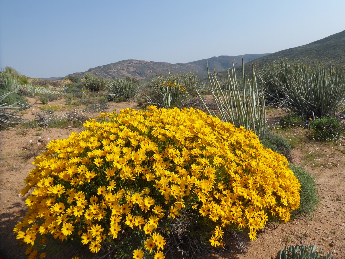 Wildflower trip to Springbok 2023 – Kleine Schoone Uitzicht